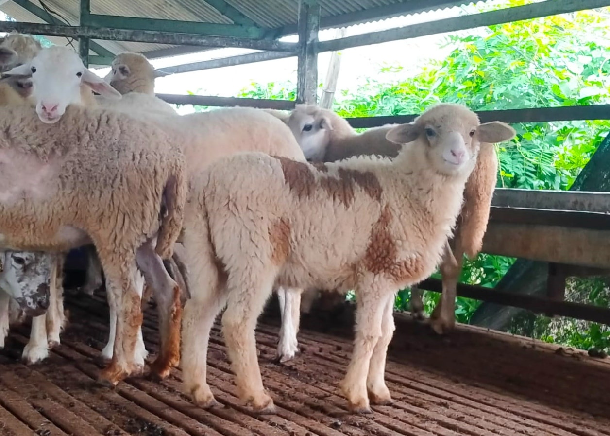 Kunjungi Galeri Kami | Domba Dorsip Farm