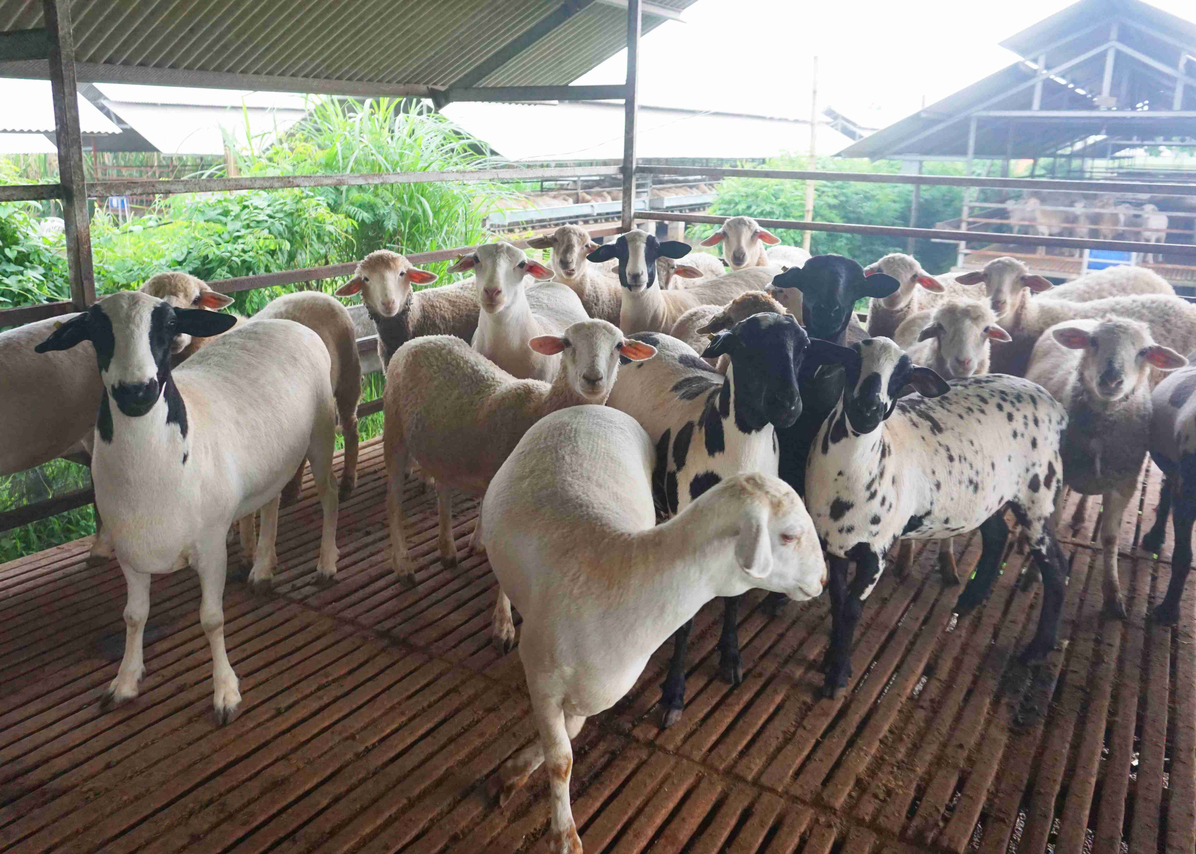 Kunjungi Galeri Kami | Domba Dorsip Farm