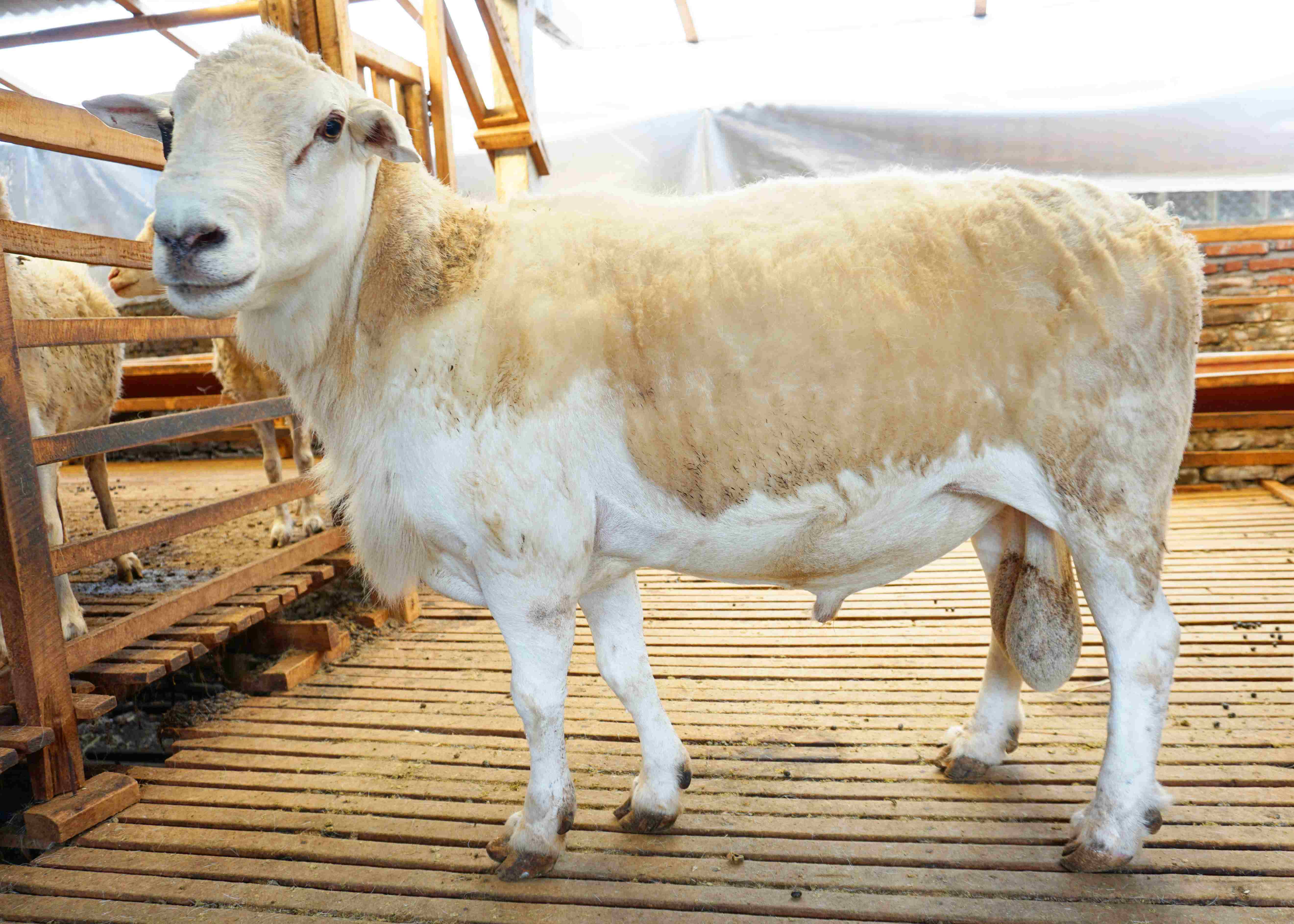 Kunjungi Galeri Kami | Domba Dorsip Farm