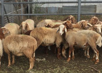 GALERI • Domba Dorsip Dorper - Van Rooy - Awassi - Stud